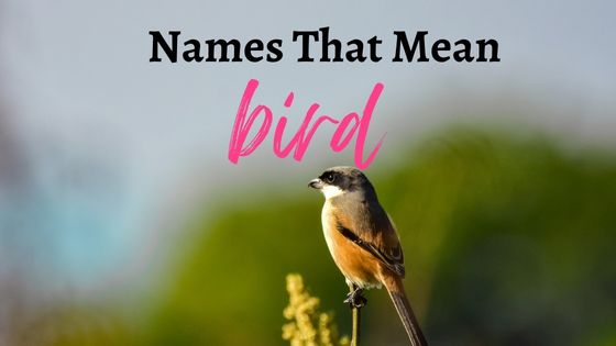 Names That Mean Bird - Little Duniya