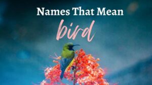 Names That Mean Bird - Little Duniya
